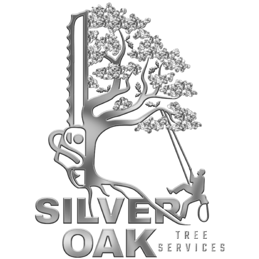 Experienced Tree Professionals – Silver Oak Tree Services – Call For ...